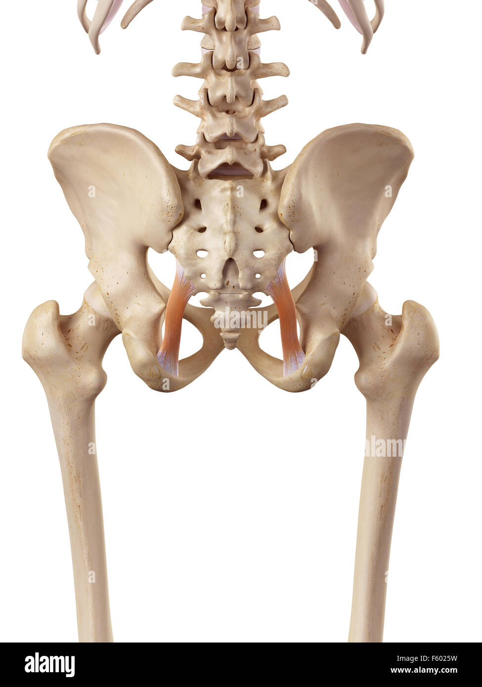 medical accurate illustration of the sacrotuberous ligament Stock Photo ...