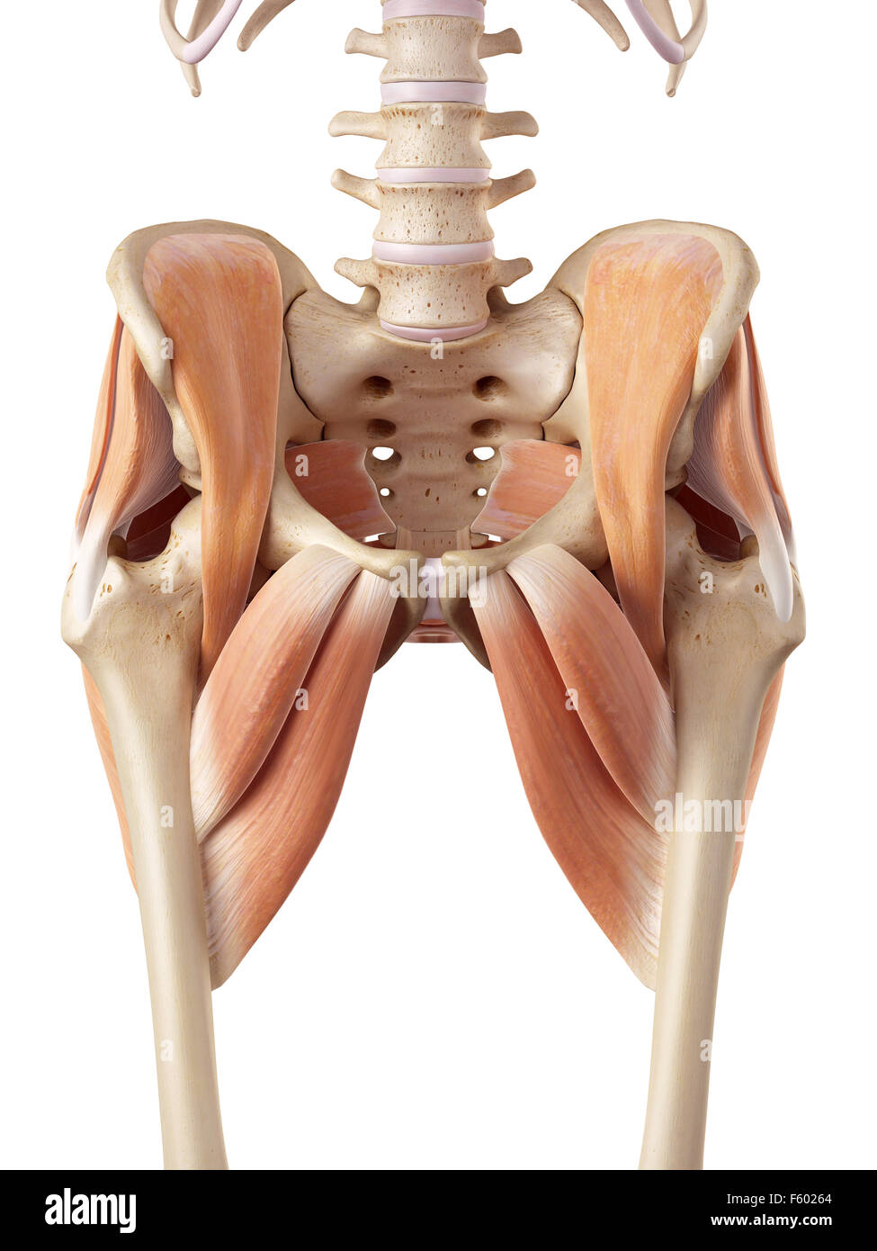 medical accurate illustration of the hip muscles Stock Photo - Alamy