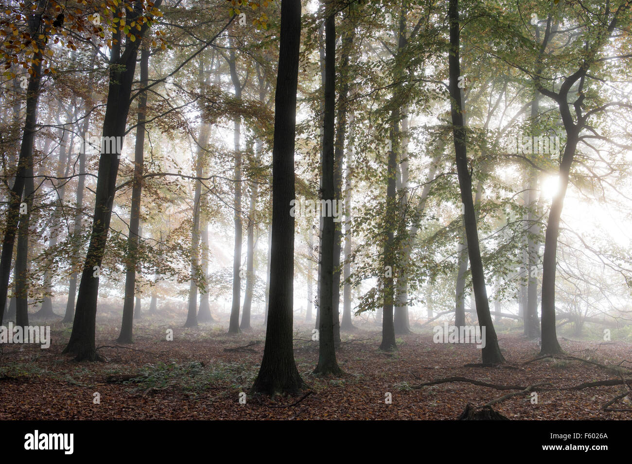 Autumn mists uk silhouette hi-res stock photography and images - Alamy