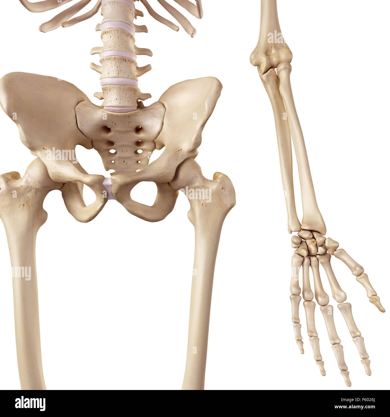 Accurate illustration hi-res stock photography and images - Alamy