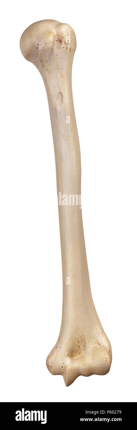 Humerus hi-res stock photography and images - Alamy