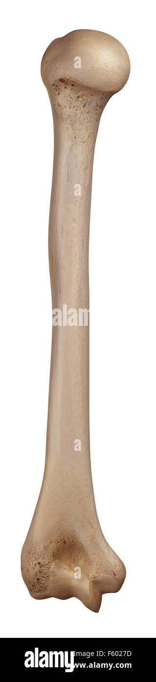 medically accurate illustration of the humerus Stock Photo - Alamy