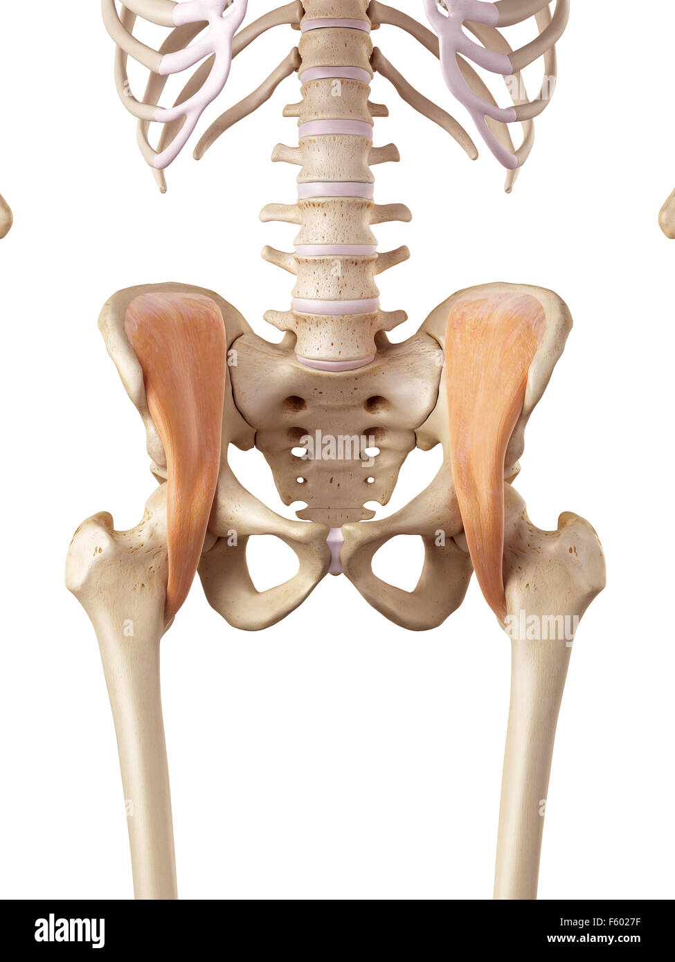 medical accurate illustration of the iliacus Stock Photo - Alamy