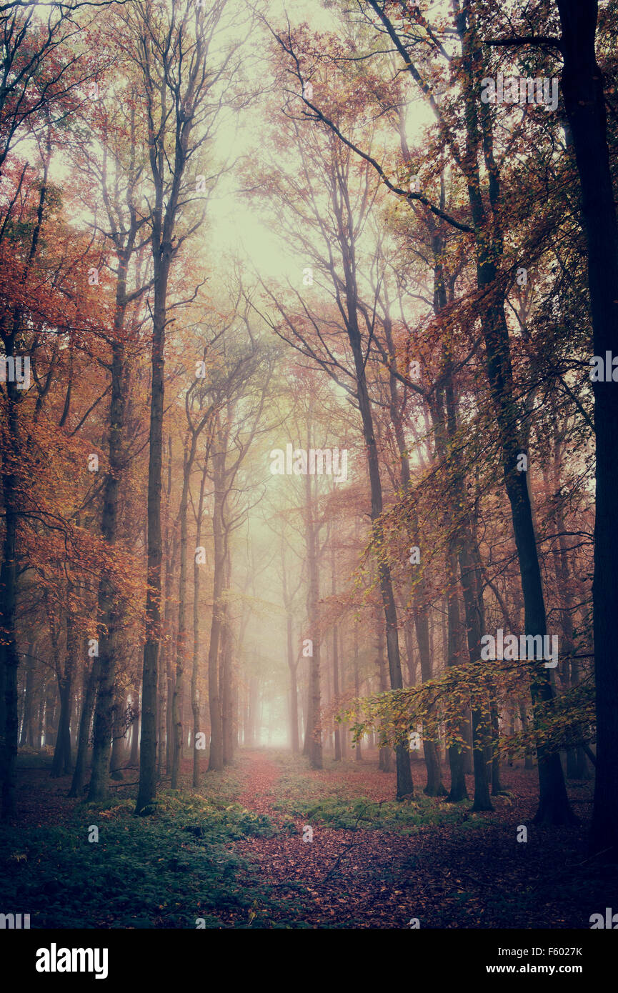 Fagus sylvatica. Beech trees and autumn mist Dockey Woods, Ashridge ...