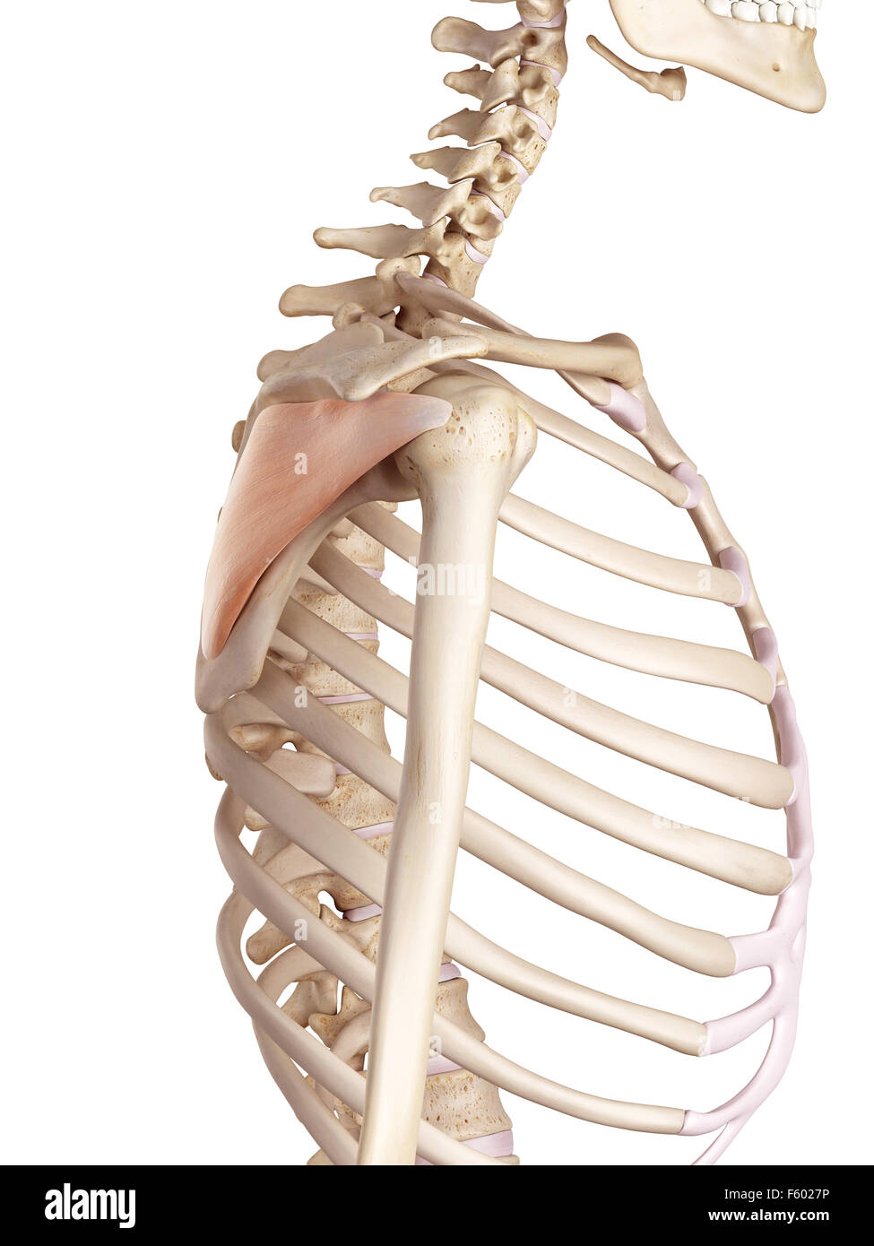 medical accurate illustration of the infraspinatus Stock Photo - Alamy