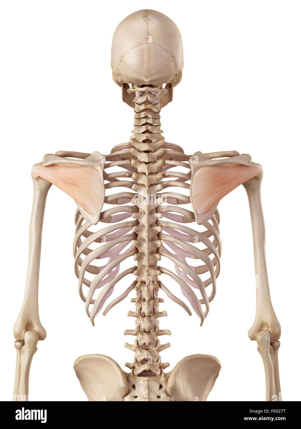 medical accurate illustration of the infraspinatus Stock Photo - Alamy