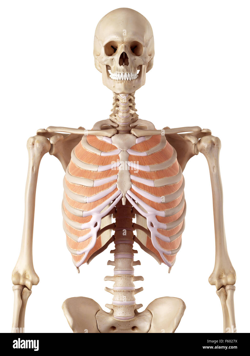 medical accurate illustration of the inner innercostals Stock Photo - Alamy