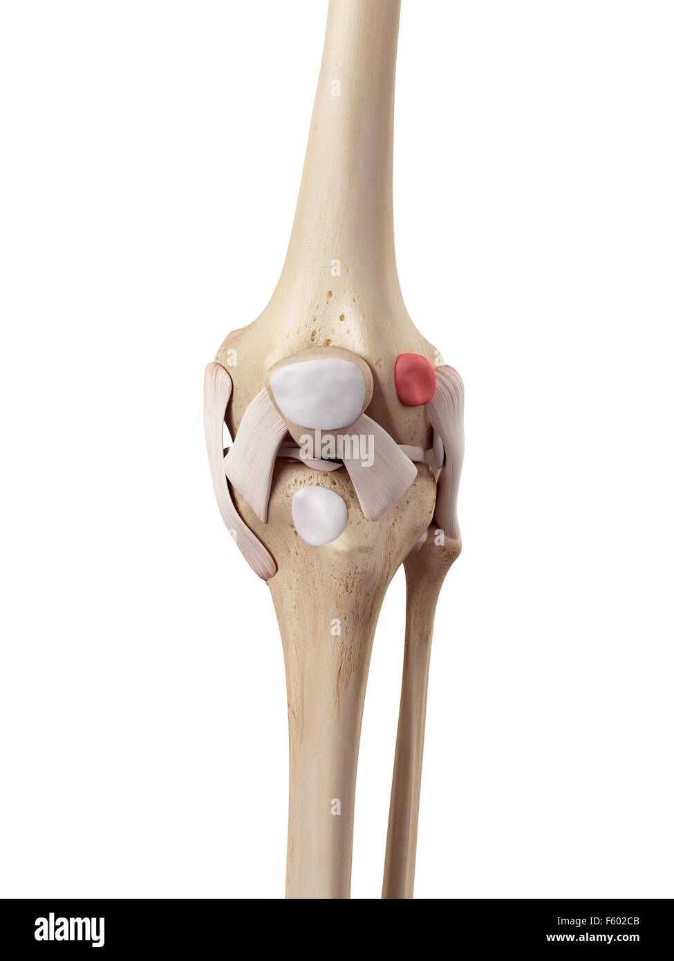 medical accurate illustration of the iliotibial tract bursa Stock Photo ...