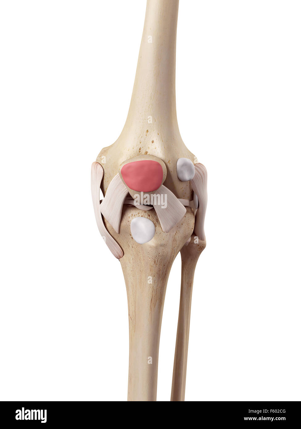 medical accurate illustration of the subcutaneous prepatellar bursa ...