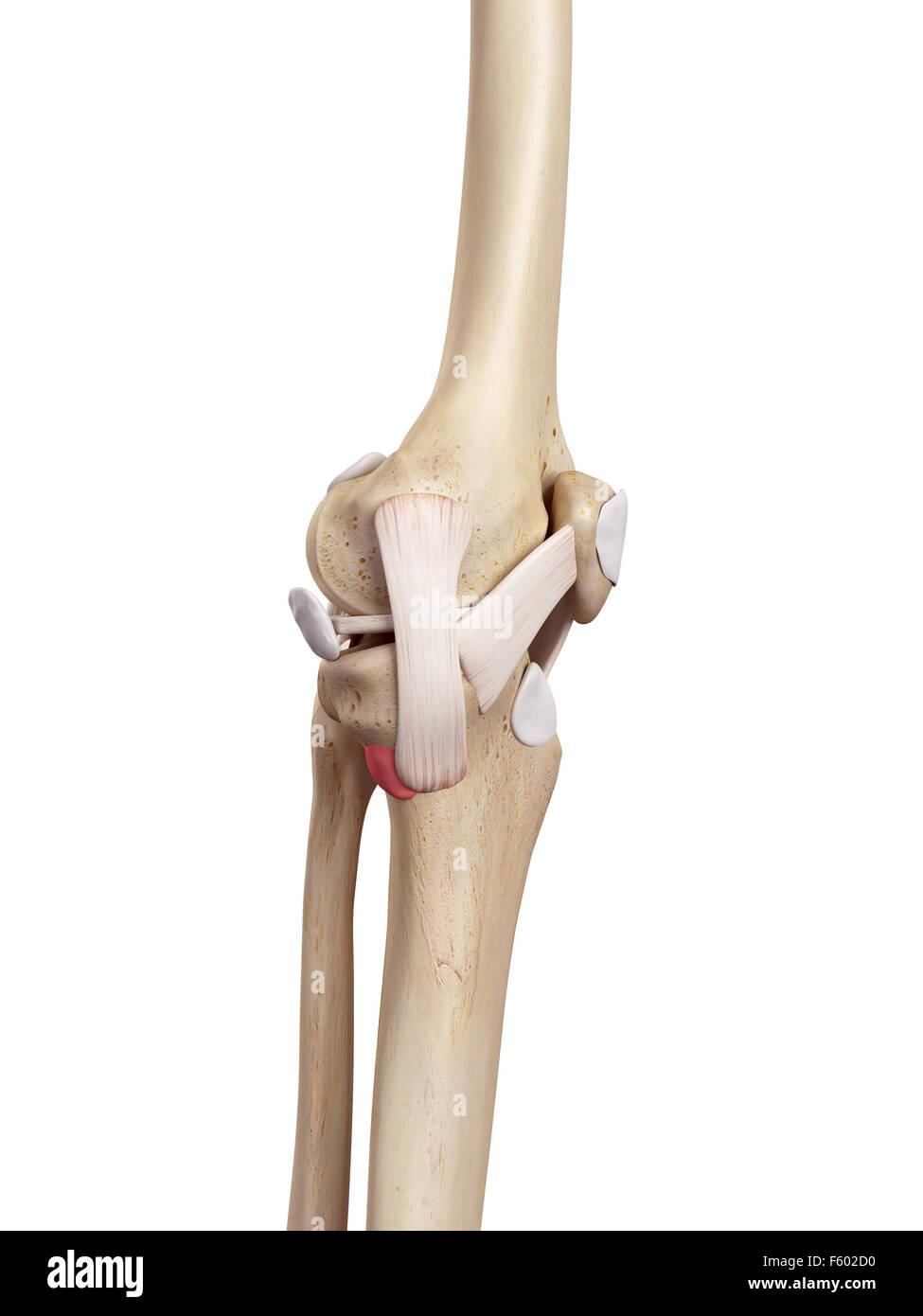 Anserine High Resolution Stock Photography and Images - Alamy