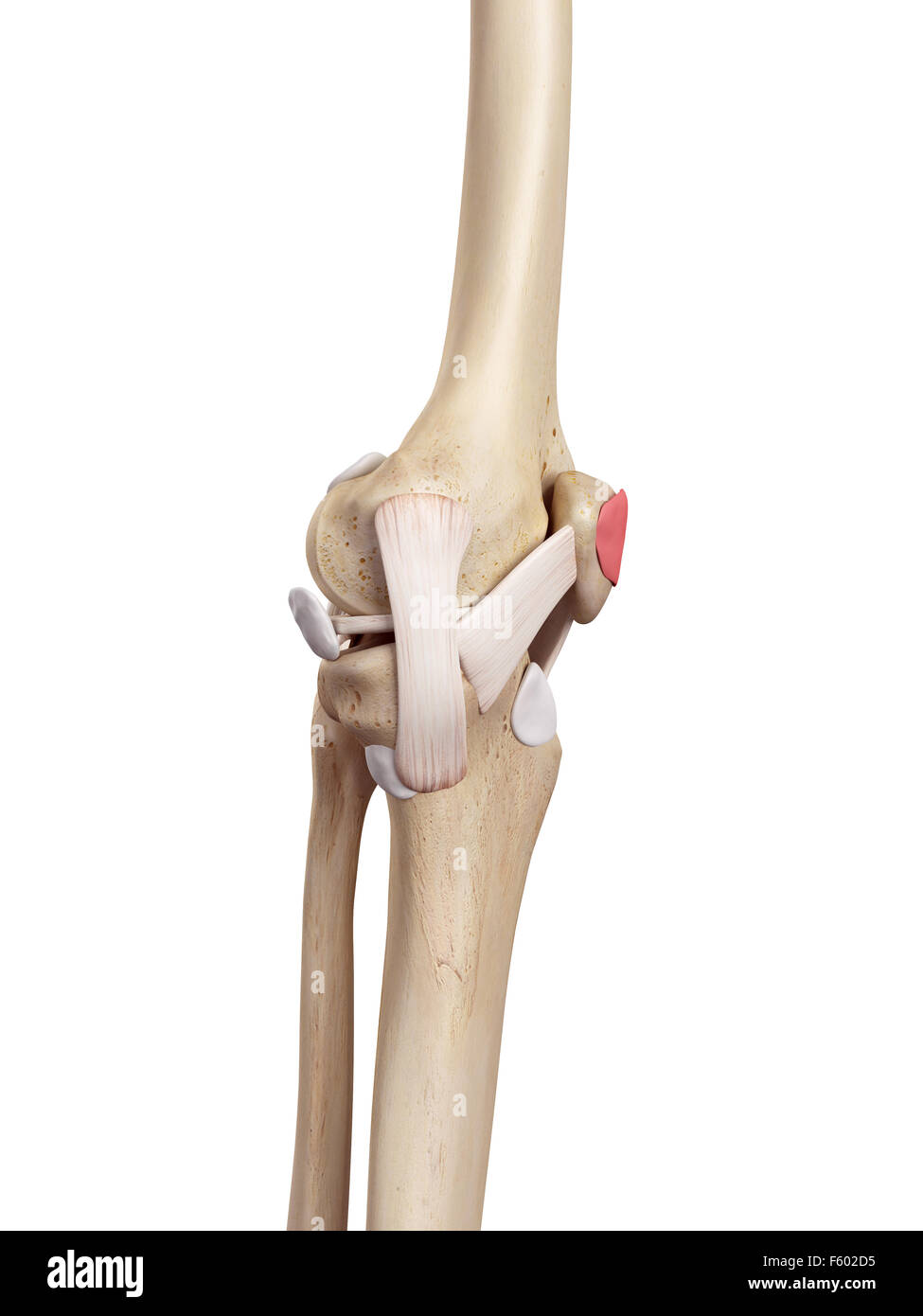 Prepatellar bursa hi-res stock photography and images - Alamy