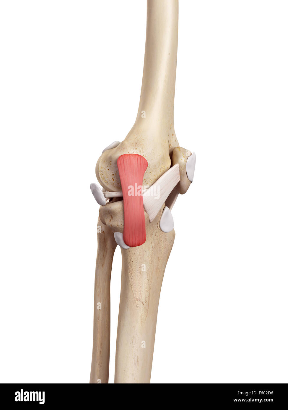 Tibial Collateral Ligament