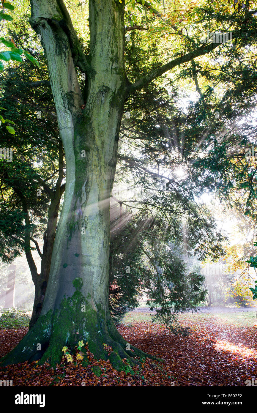 Sunrays through tree hi-res stock photography and images - Alamy