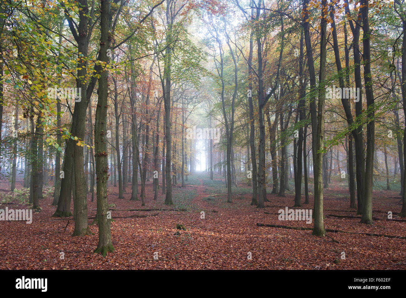 Fagus sylvatica. Beech trees and autumn mist Dockey Woods, Ashridge ...
