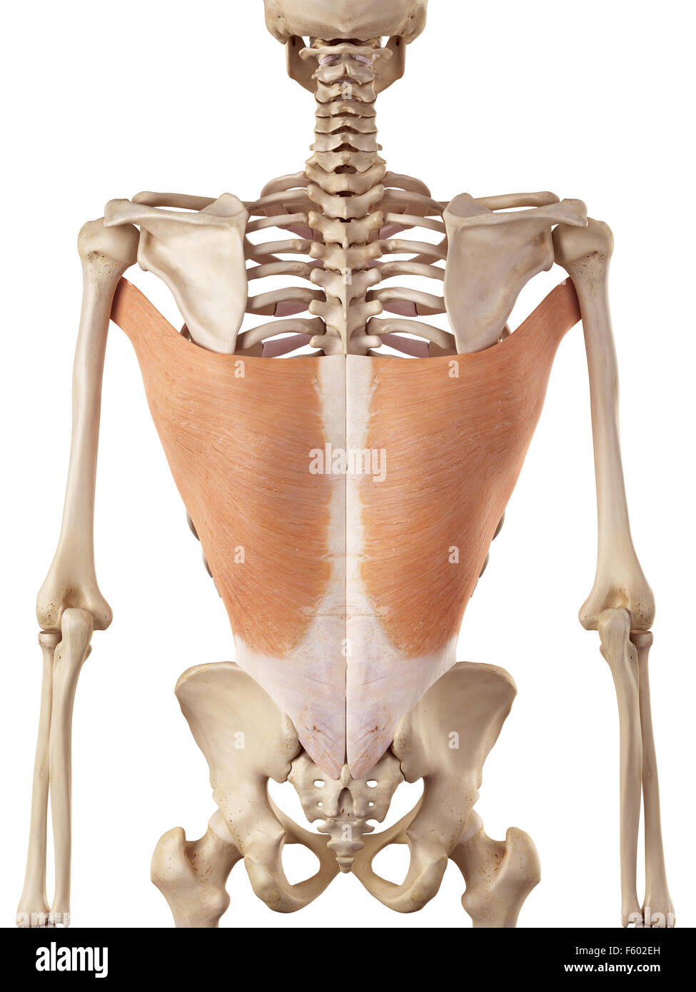 Dorsi hi-res stock photography and images - Alamy