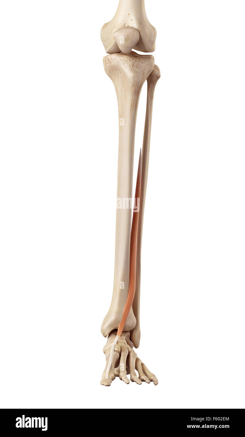 Extensor Hallucis Longus Kenhub