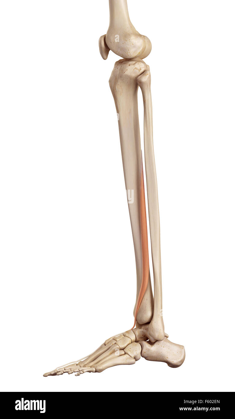 medical accurate illustration of the extensor hallucis longus Stock ...