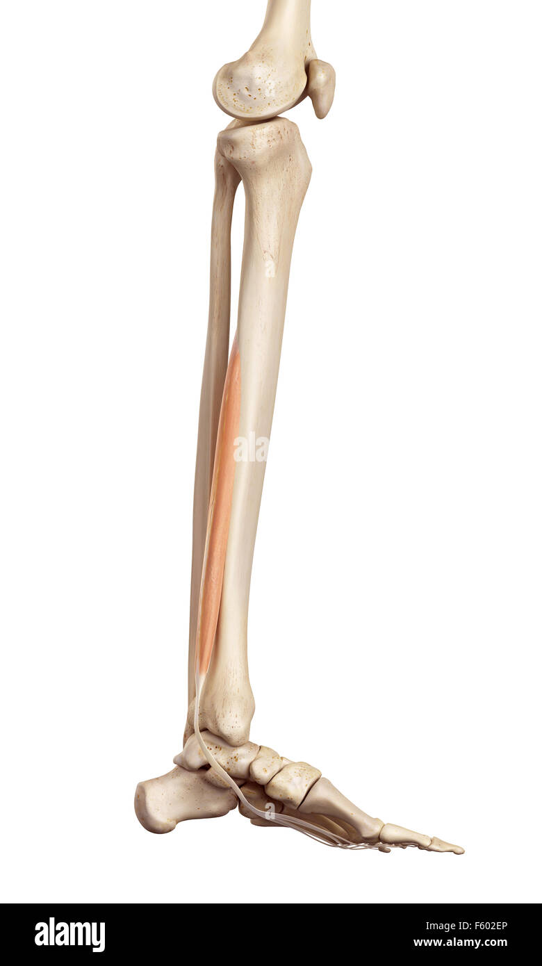 Flexor digitorum longus hi-res stock photography and images - Alamy