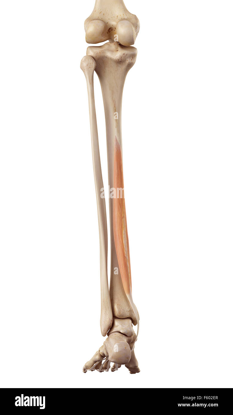 Flexor digitorum longus hi-res stock photography and images - Alamy