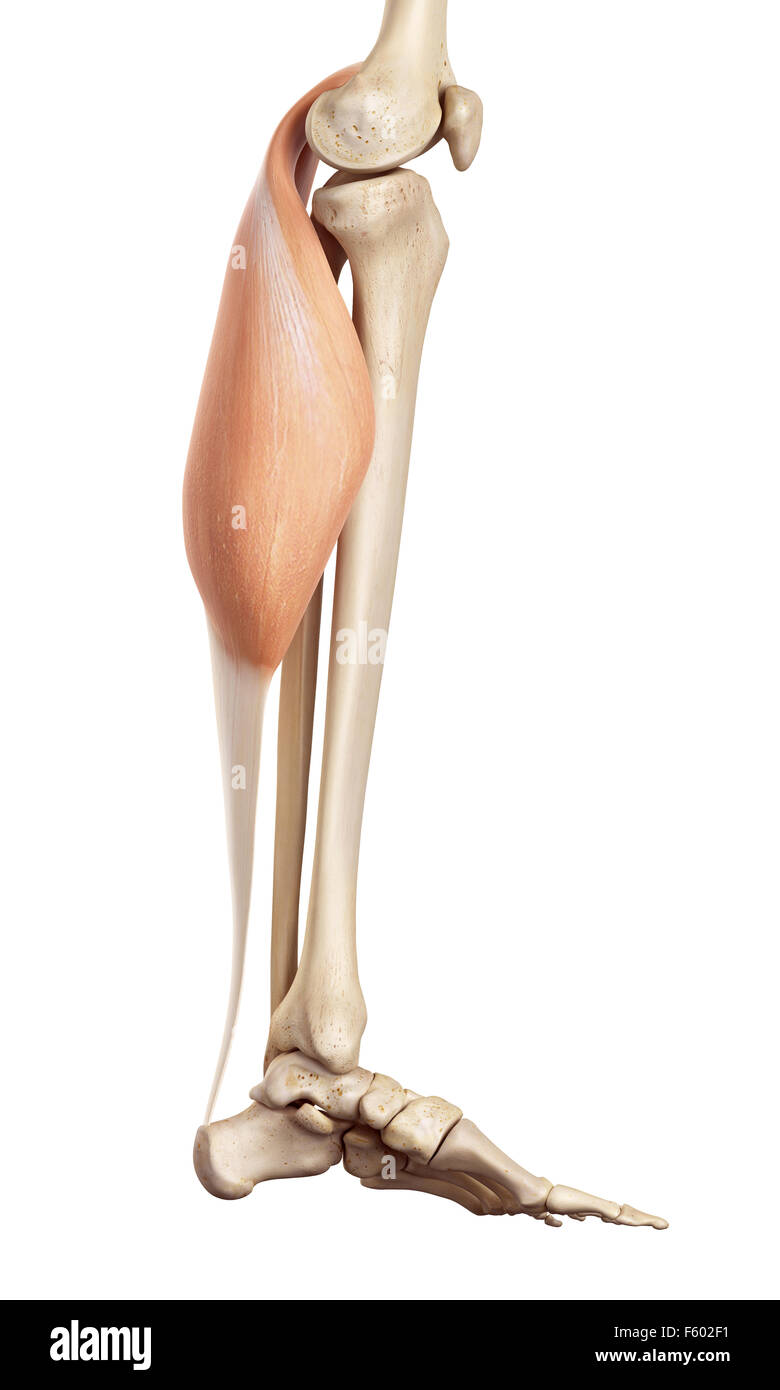 medical accurate illustration of the gastrocnemius Stock Photo - Alamy