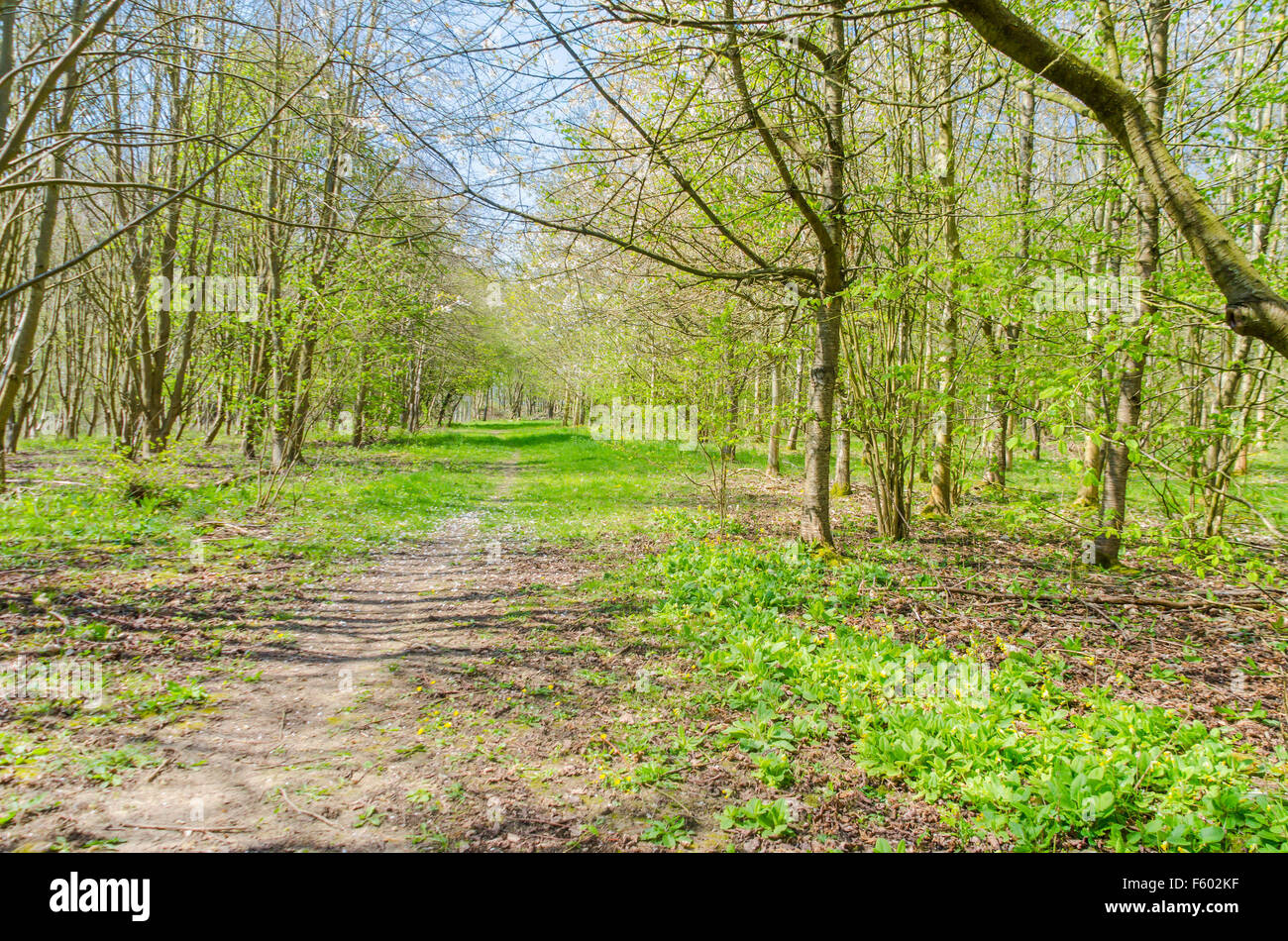 Woodland ride on a nature reserve in the Herefordshire UK countryside ...