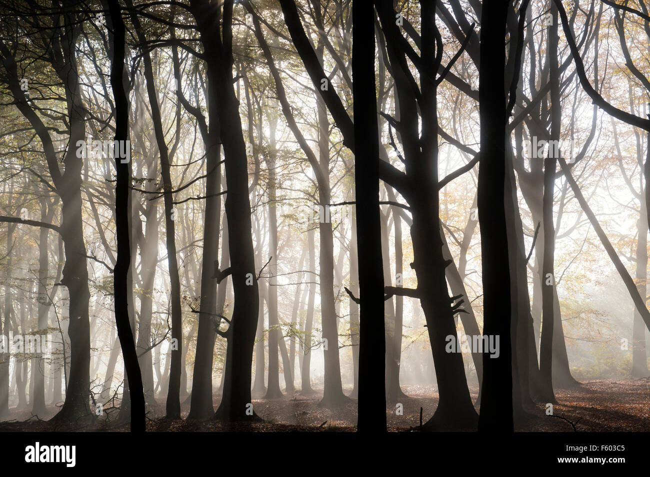 Sunlight through misty woodland hi-res stock photography and images - Alamy