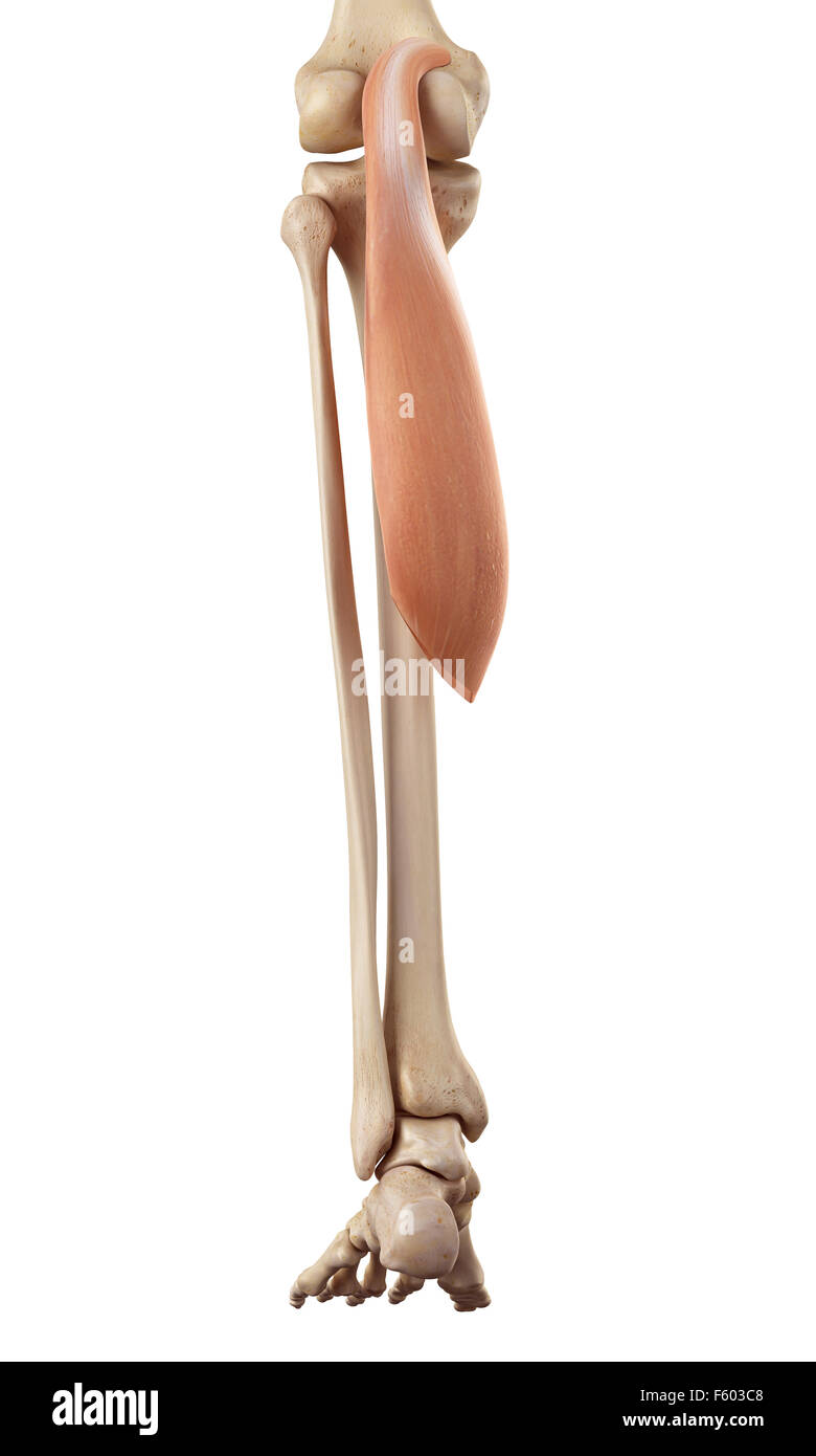 Gastrocnemius medial head hi-res stock photography and images - Alamy