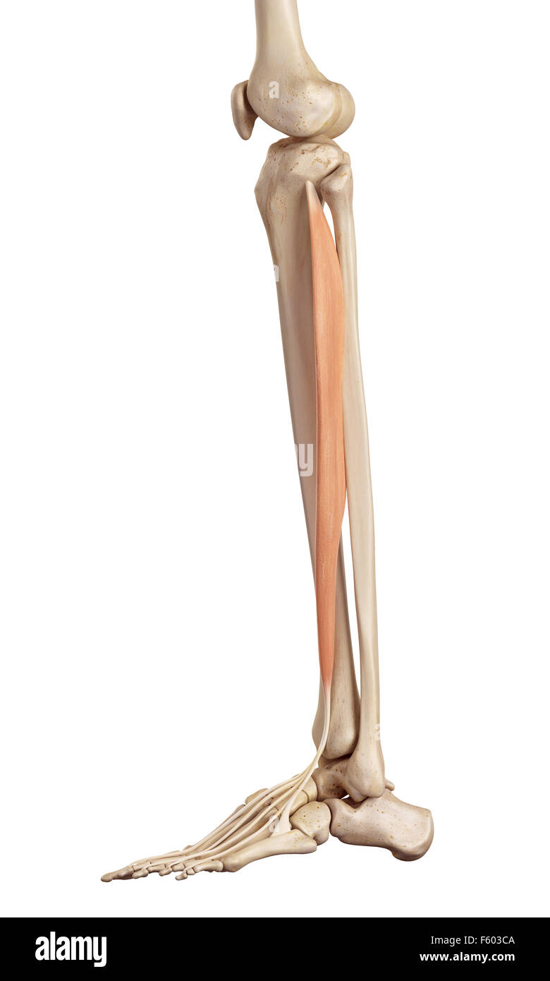 medical accurate illustration of the extensor digitorum longus Stock ...