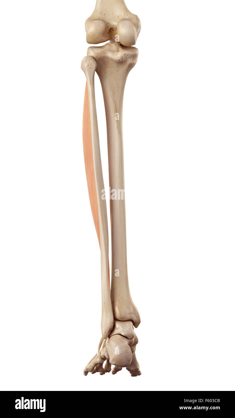 medical accurate illustration of the extensor digitorum longus Stock ...