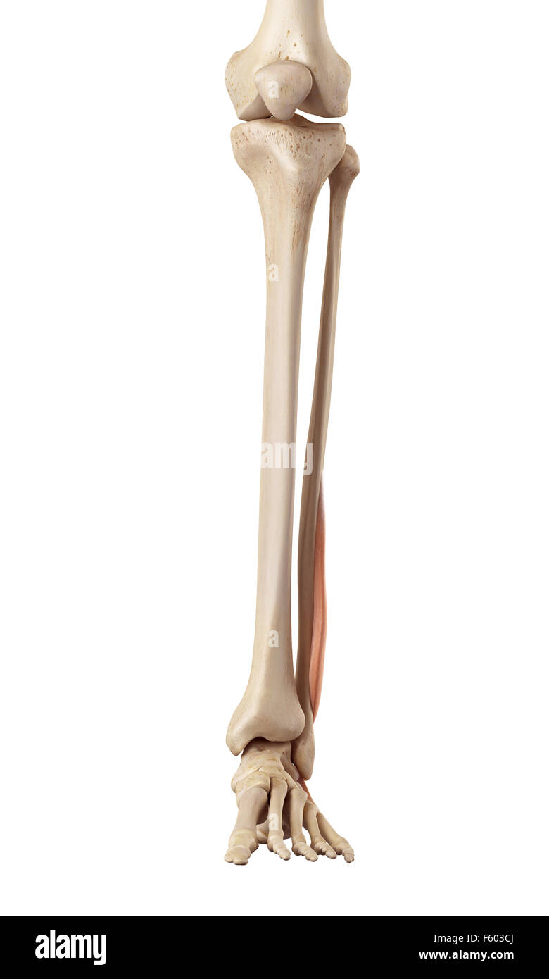 Peroneus brevis hi-res stock photography and images - Alamy