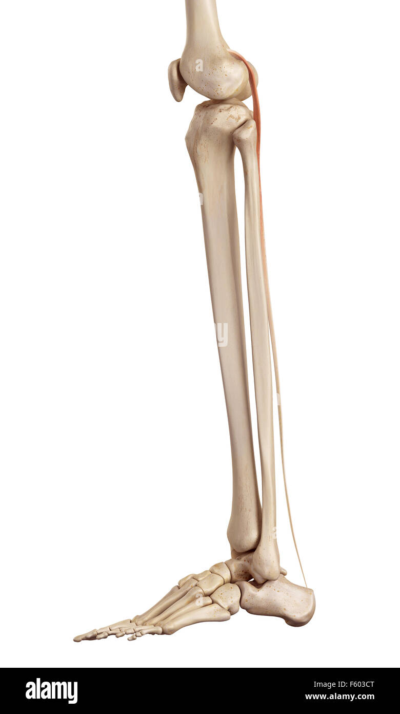 Plantaris High Resolution Stock Photography and Images - Alamy