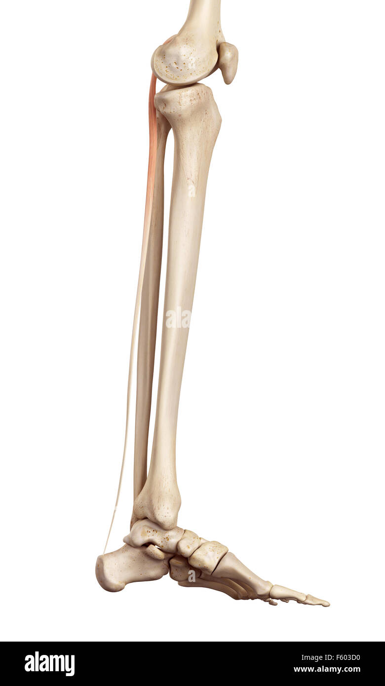 Plantaris hi-res stock photography and images - Alamy