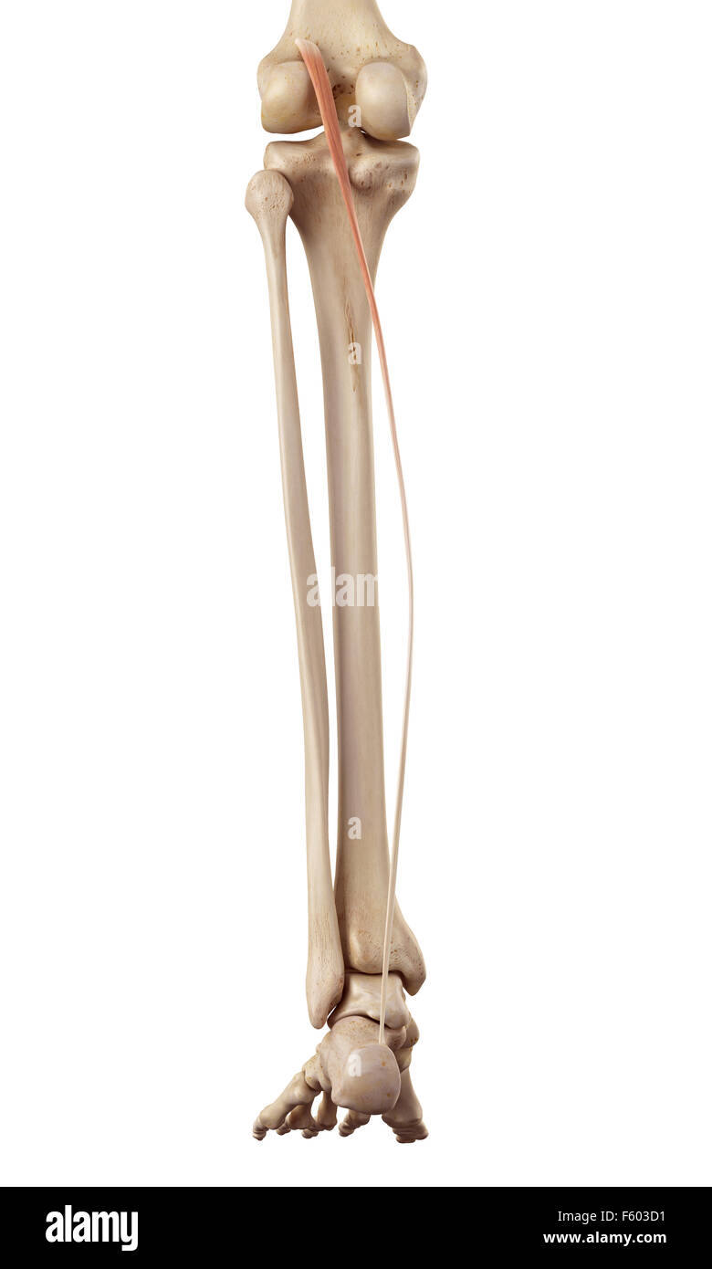 Plantaris muscle hi-res stock photography and images - Alamy