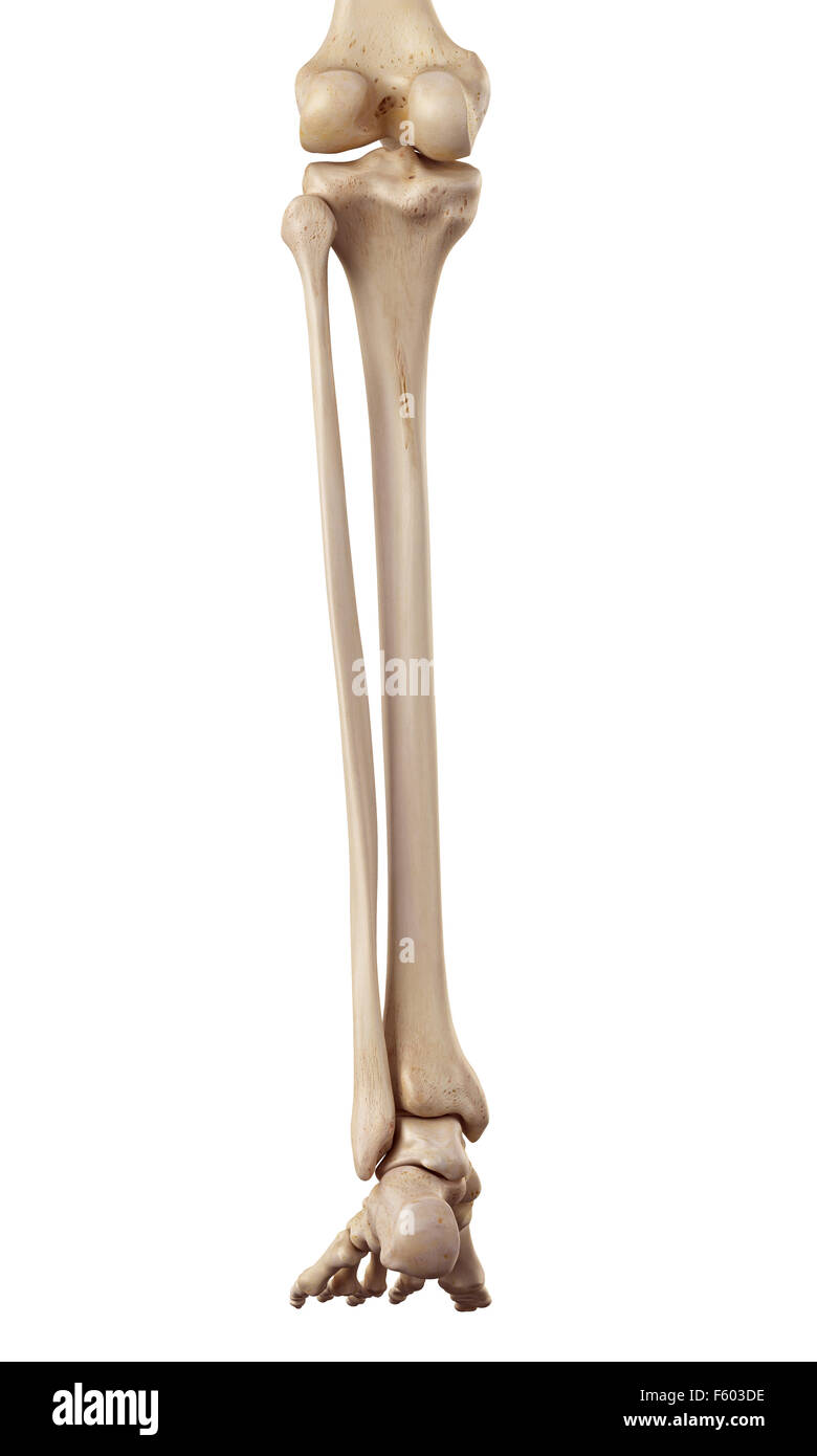 medical accurate illustration of the lower leg bones Stock Photo - Alamy