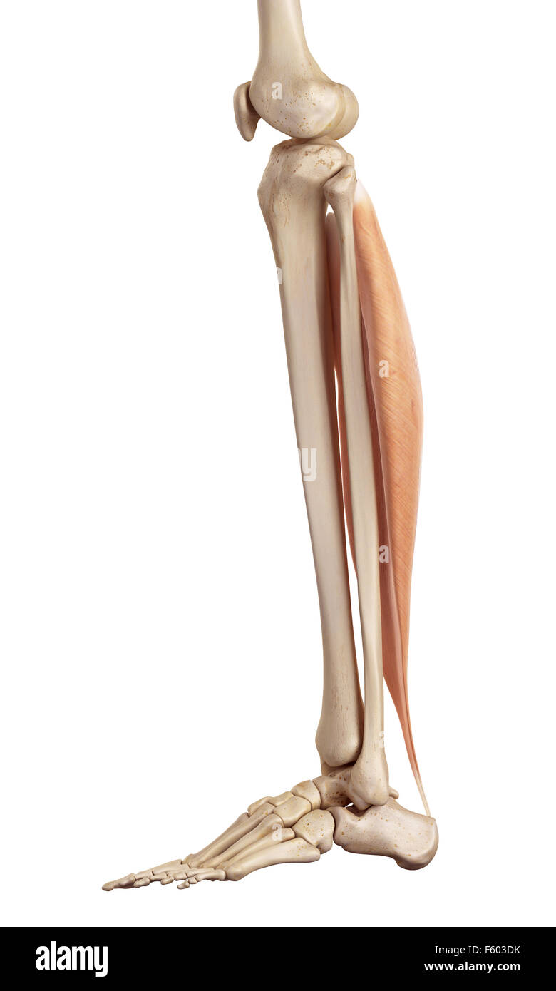 medical accurate illustration of the soleus Stock Photo - Alamy