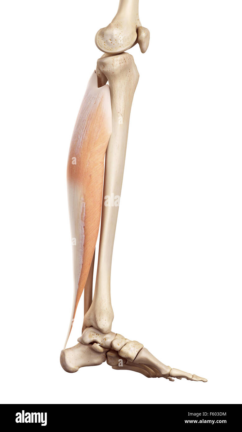 Soleus Cat