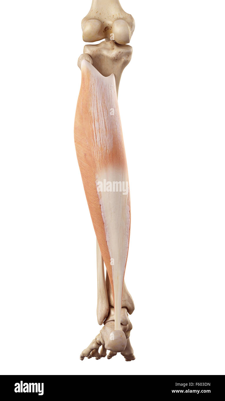 Soleus muscle hi-res stock photography and images - Alamy