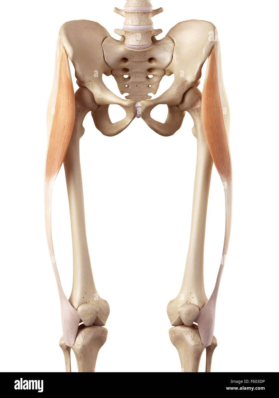 medical accurate illustration of the tensor fascia lata Stock Photo - Alamy