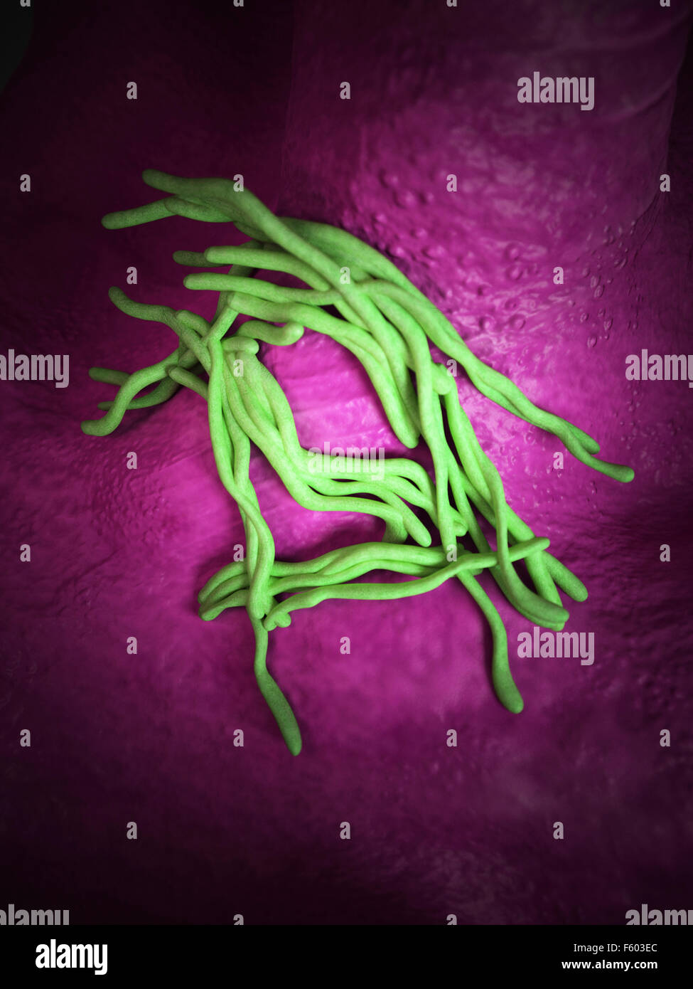 medical bacteria illustration of the legionella Stock Photo - Alamy