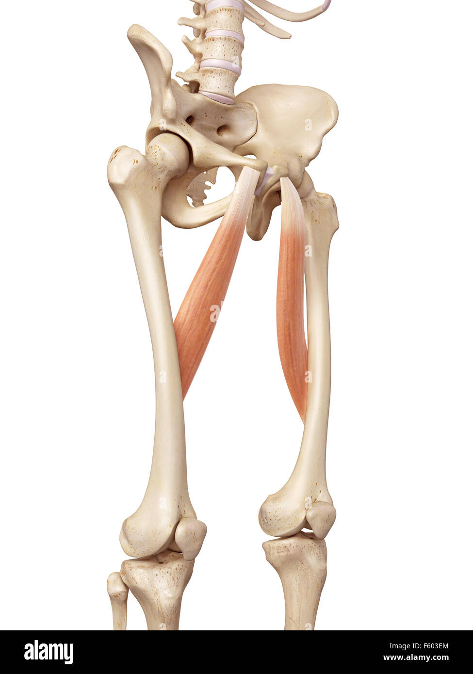 medical accurate illustration of the adductor longus Stock Photo - Alamy
