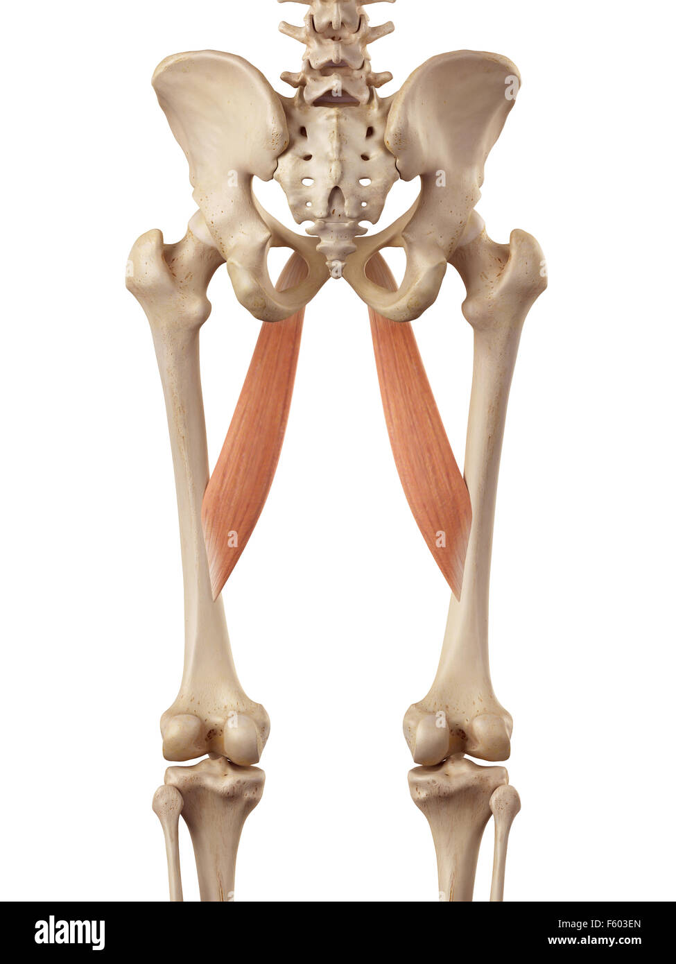 medical accurate illustration of the adductor longus Stock Photo - Alamy
