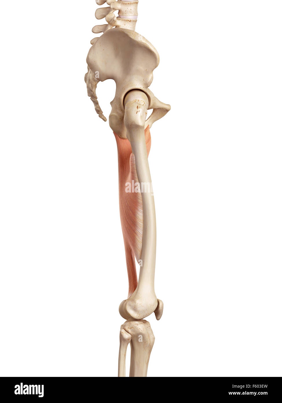 Adductor magnus hi-res stock photography and images - Alamy