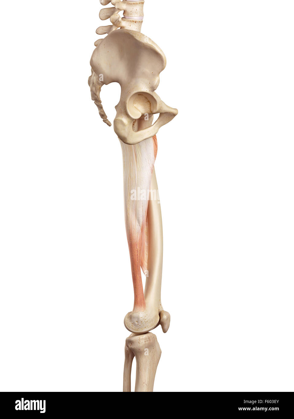 medical accurate illustration of the adductor magnus Stock Photo - Alamy