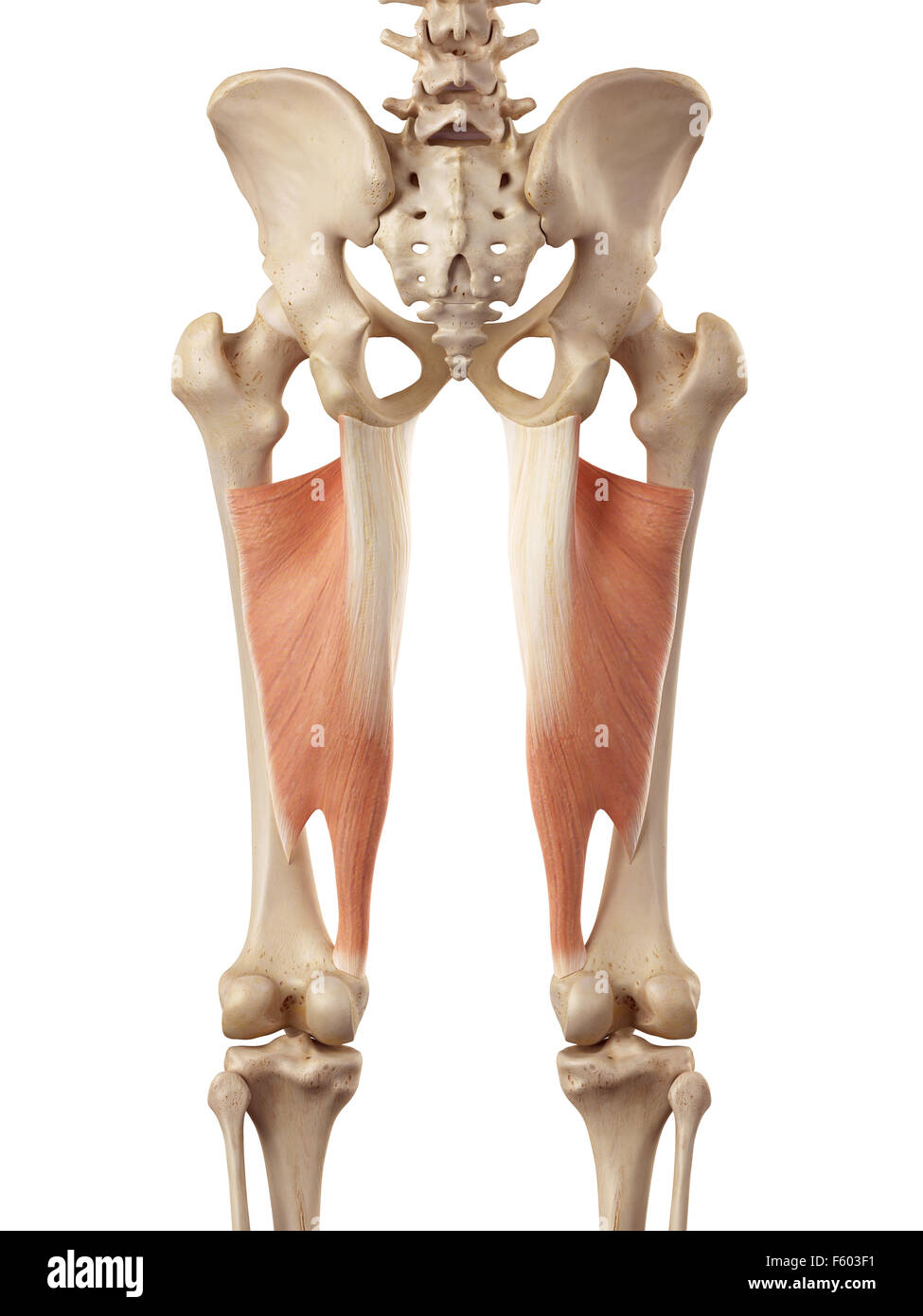 medical accurate illustration of the adductor magnus Stock Photo - Alamy