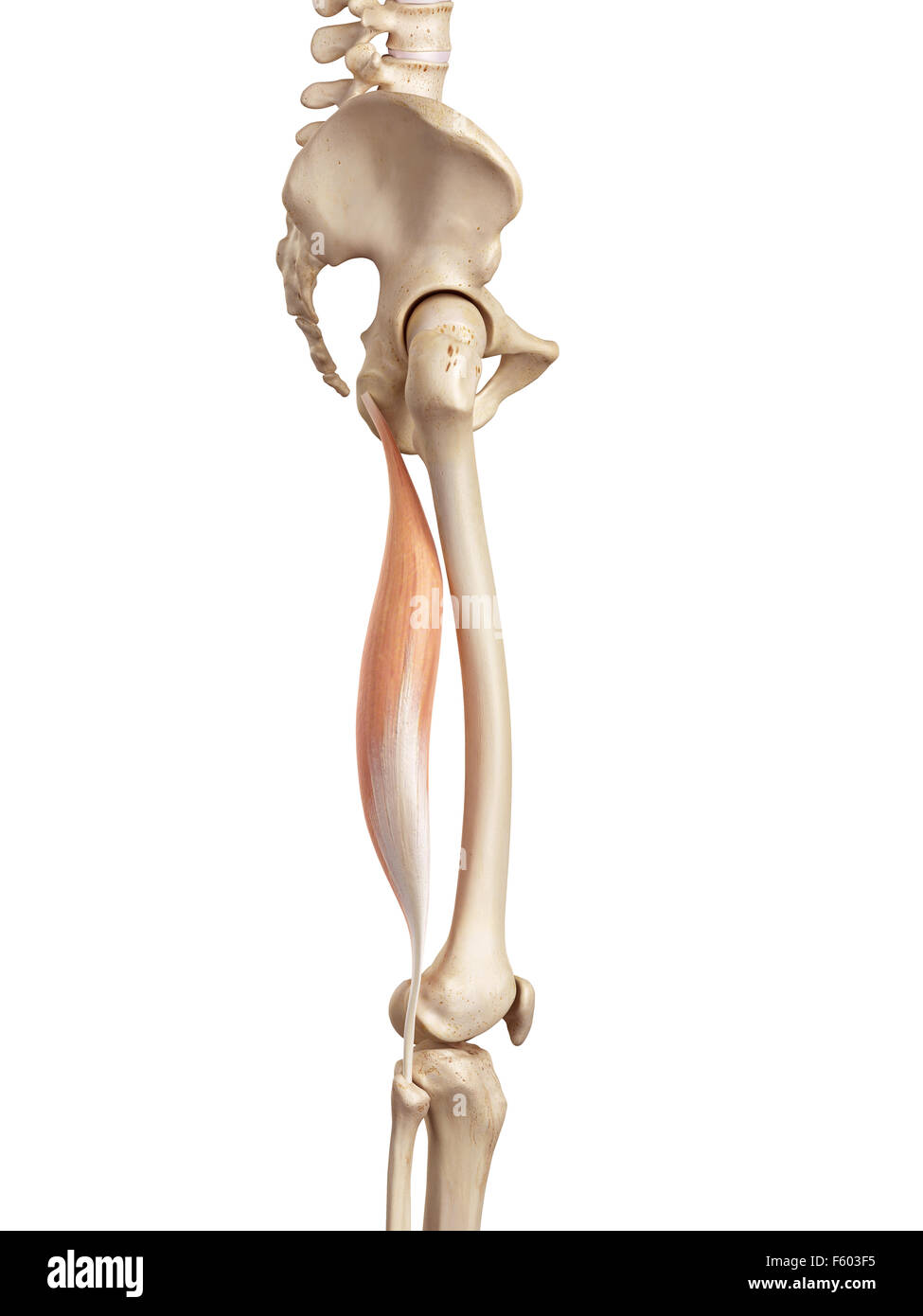 Femoris hi-res stock photography and images - Alamy