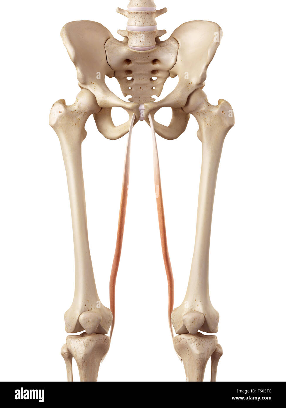 Gracilis muscle hi-res stock photography and images - Alamy