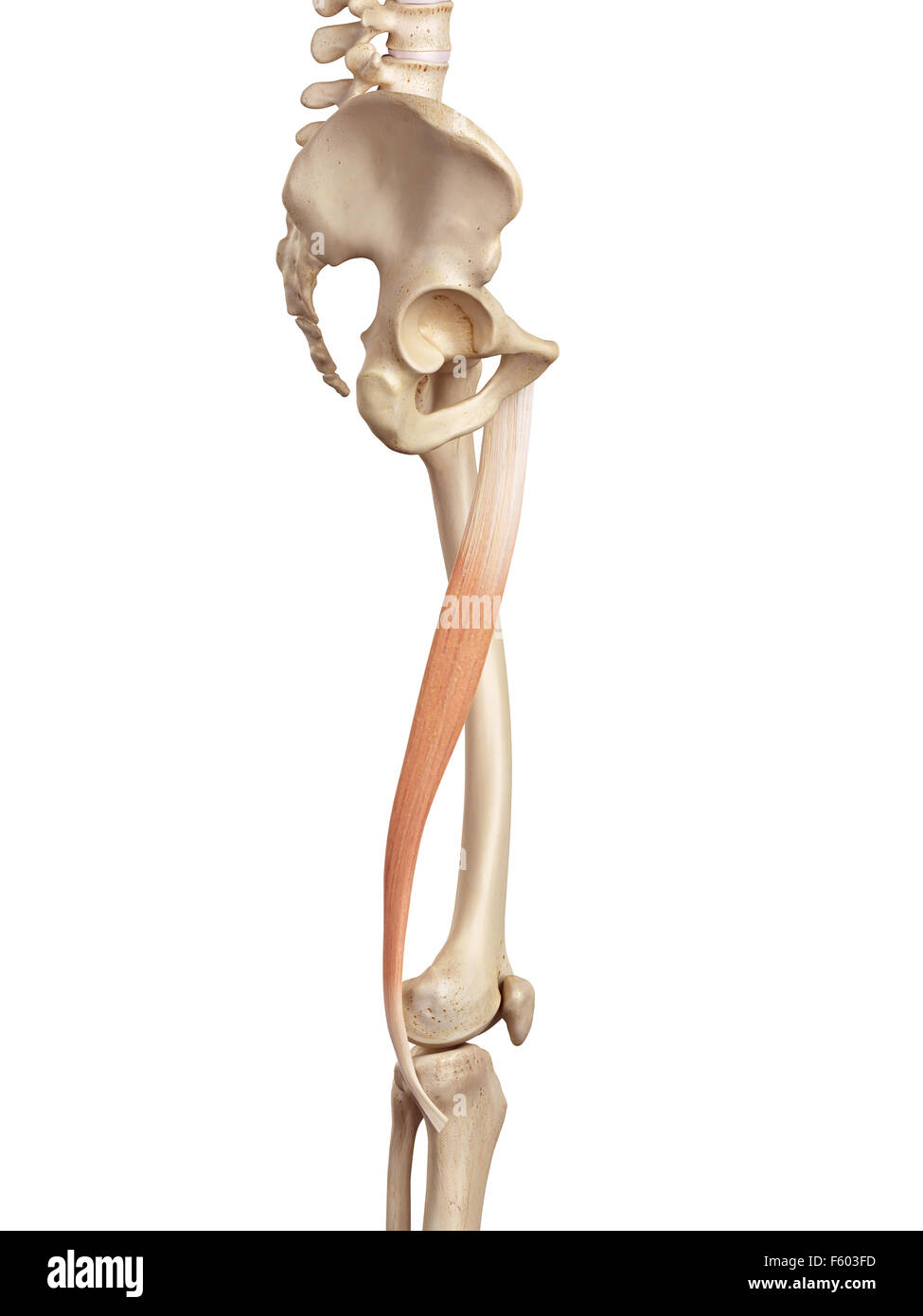 Gracilis High Resolution Stock Photography and Images - Alamy