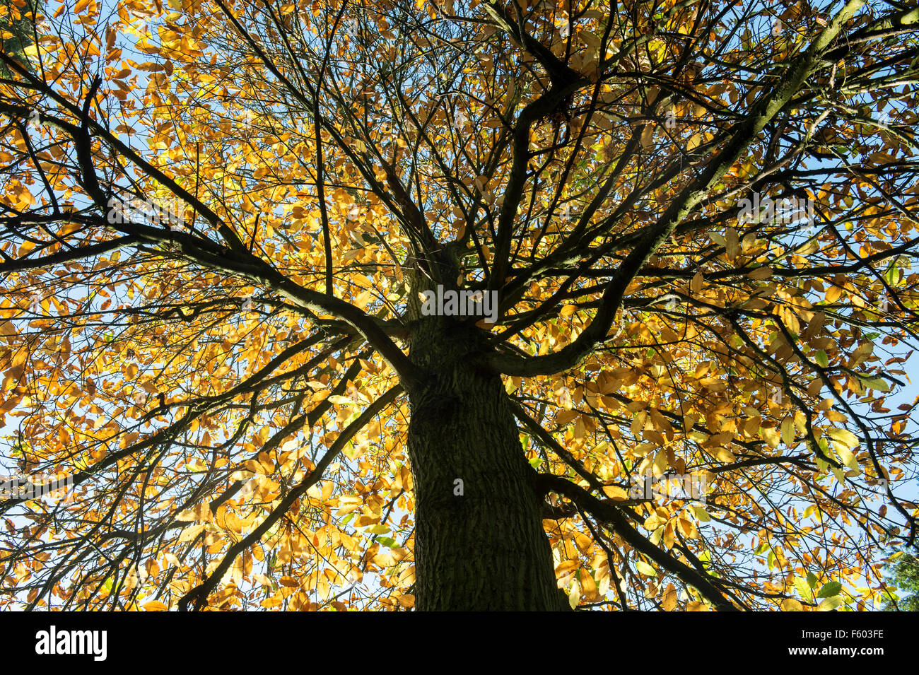Castanea sativa. Sweet chestnut tree with autumn foliage and blue sky ...