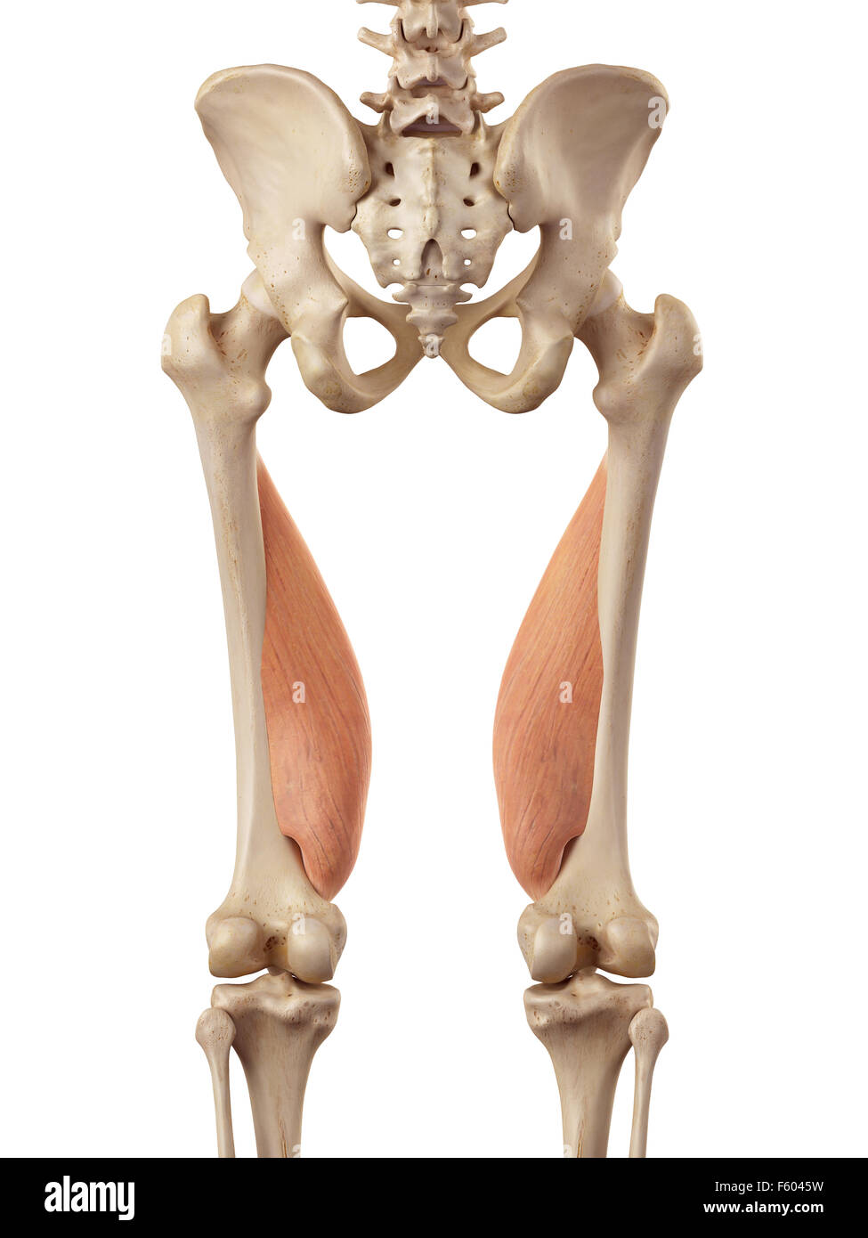 Vastus Medialis Muscle Stock Photos & Vastus Medialis Muscle Stock ...