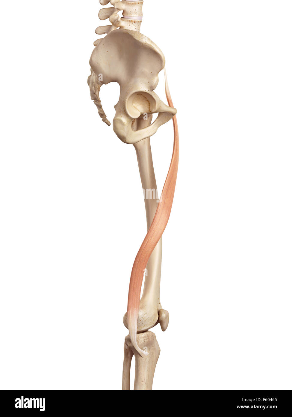 Sartorius hi-res stock photography and images - Alamy